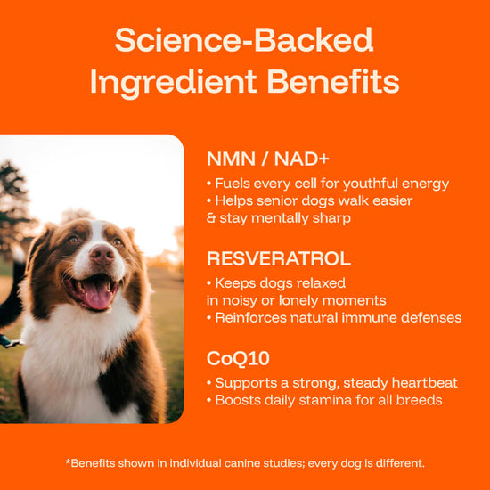PawPrintLab Dog Longevity Supplement NAD+ & NMN – PawPrint Lab